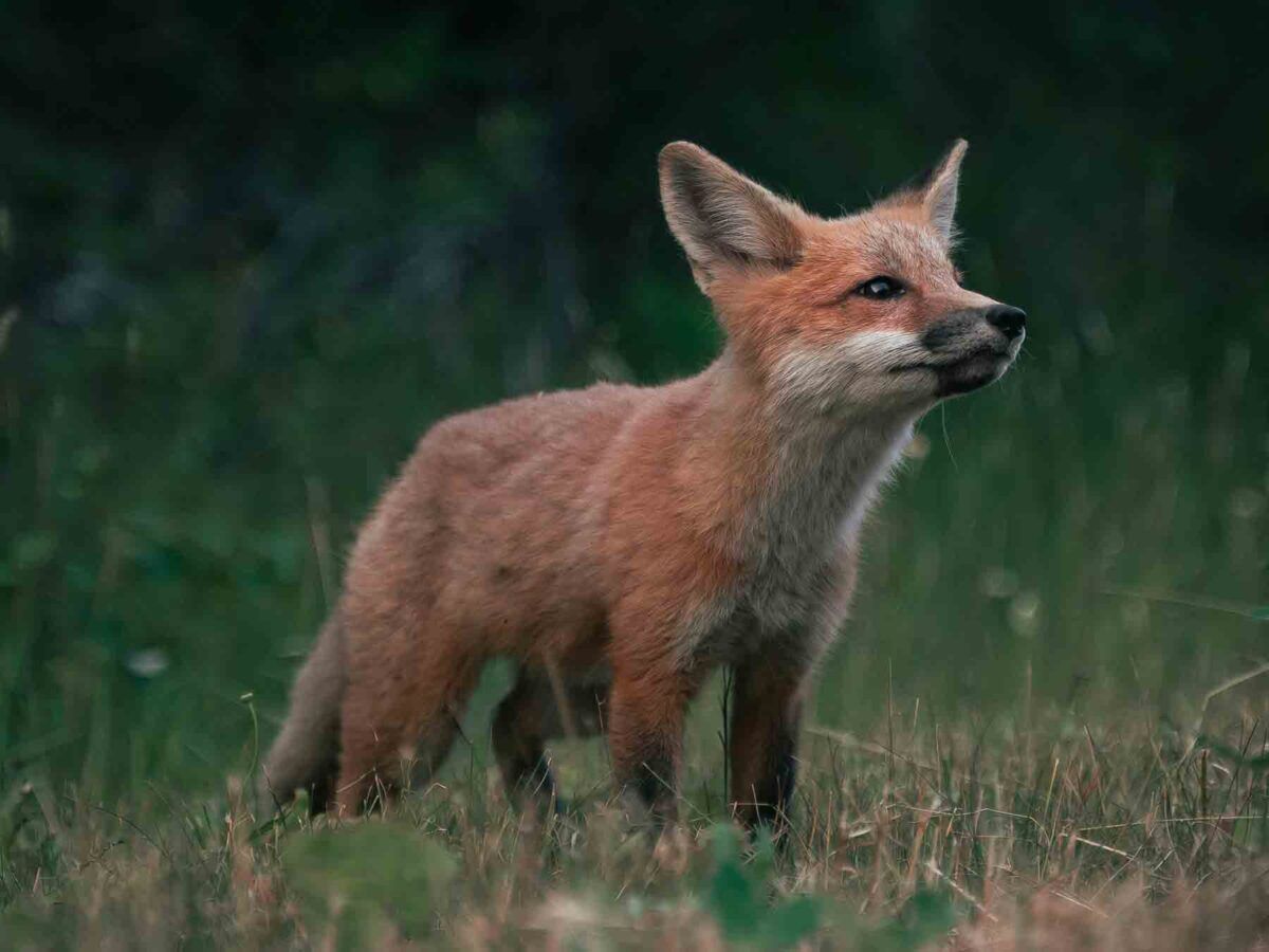 8 Reasons to Celebrate June: Nature, Activities, and More!